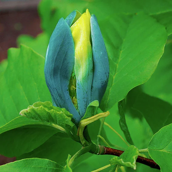 Stilvolle Königs Magnolie Blue Opal Fotos