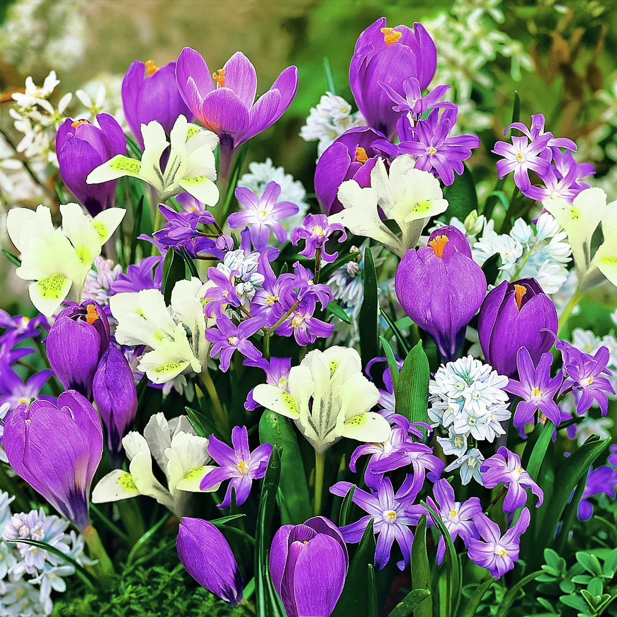 Blumenzwiebel-Set Bunte Frühlingszwerge günstig kaufen bei Gärtner Harry